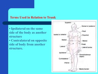01_General Anatomy.ppt
