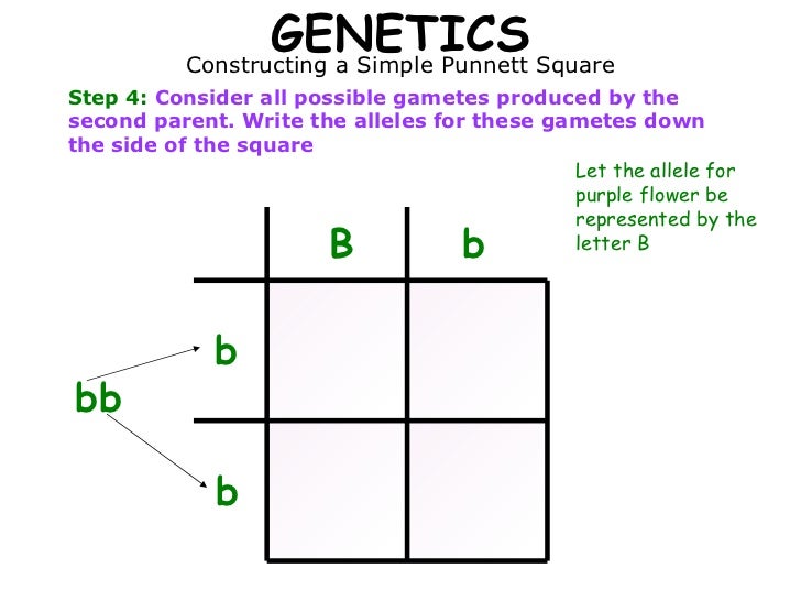 01 genetics version 2