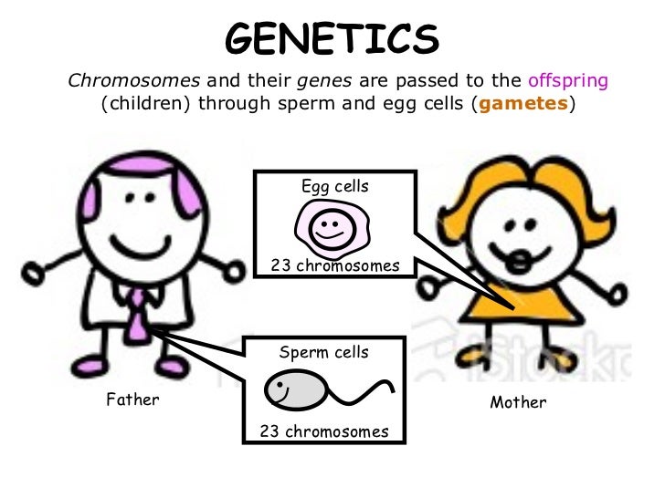 01 genetics version 2