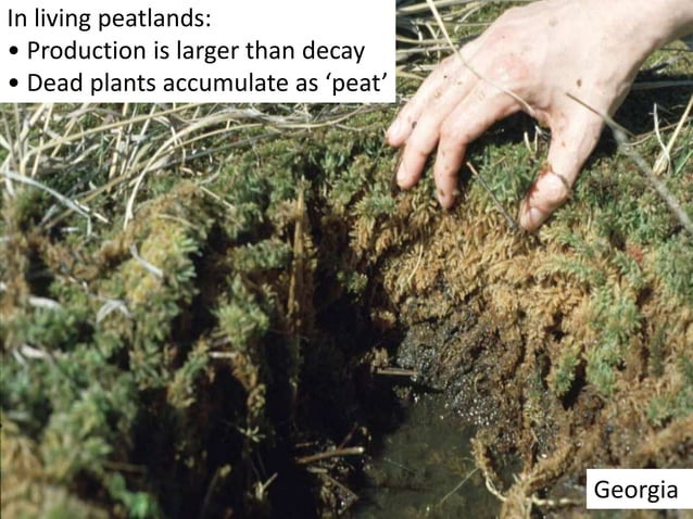 Peatlands: Problems and solutions | PPTX | Gardening | Home & Garden