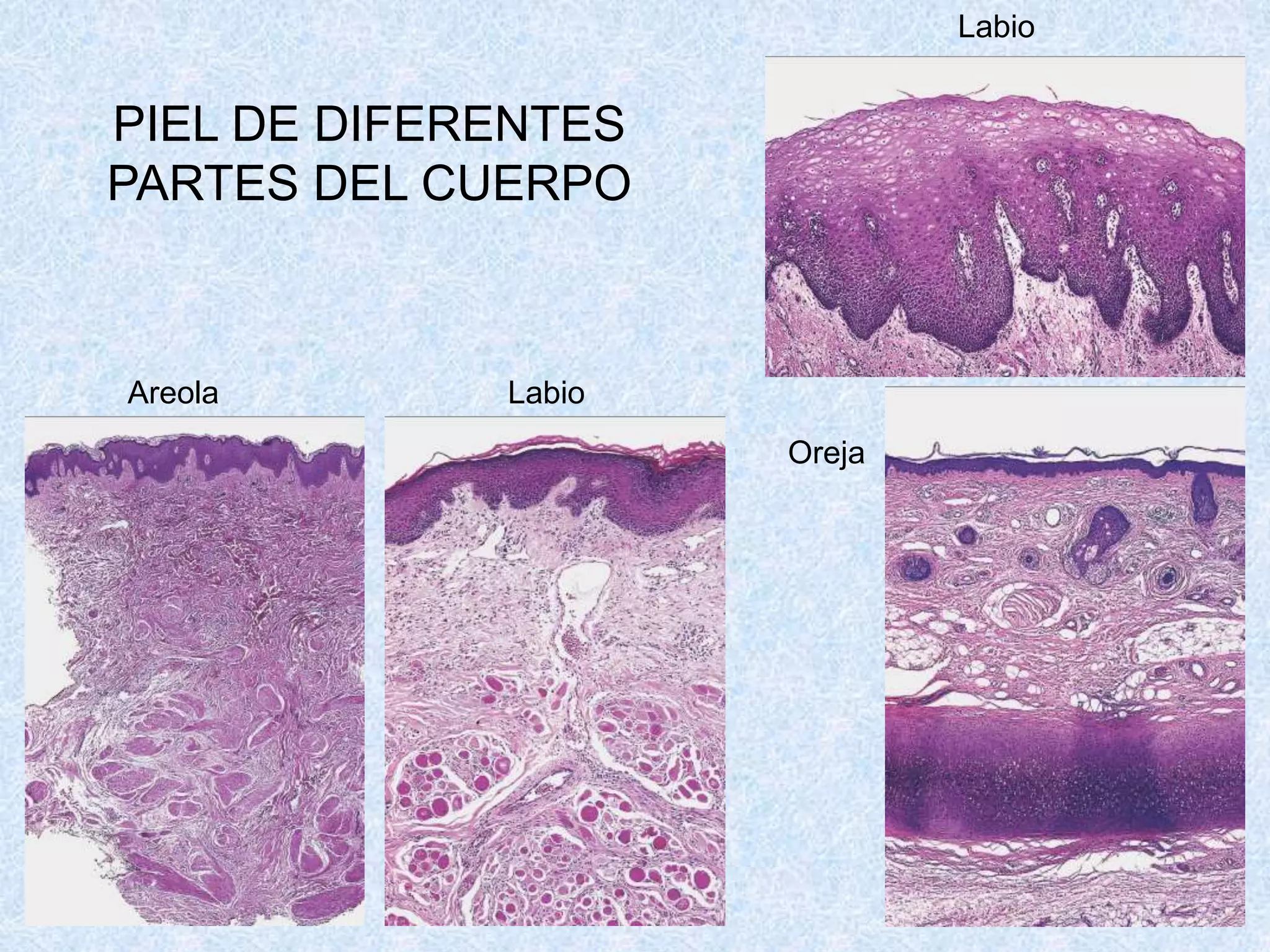 01 HISTOLOGÍA DE LA PIEL.ppt | Skin and Dermatology | Diseases and ...