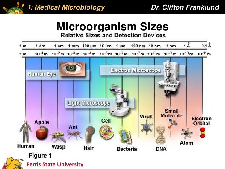 Major Groups Of Microorganisms Types Comparison Chart