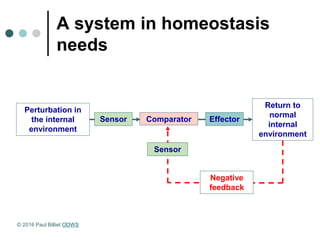 homeostasis | PPT | Hormonal Disorders | Endocrine and Metabolic Diseases