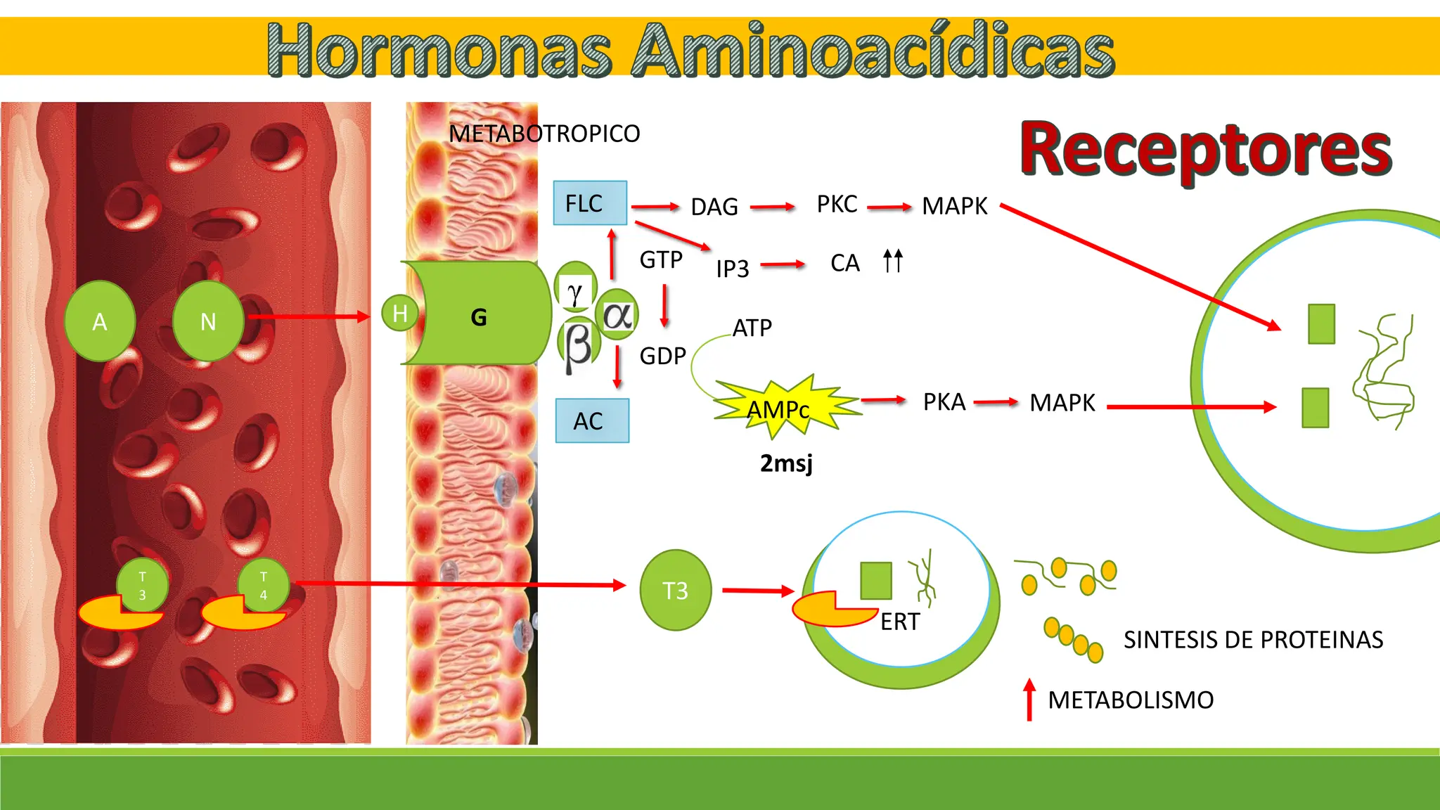 clase nro 1 3ra unidad 3er semestre Hormonas y receptores.pdf