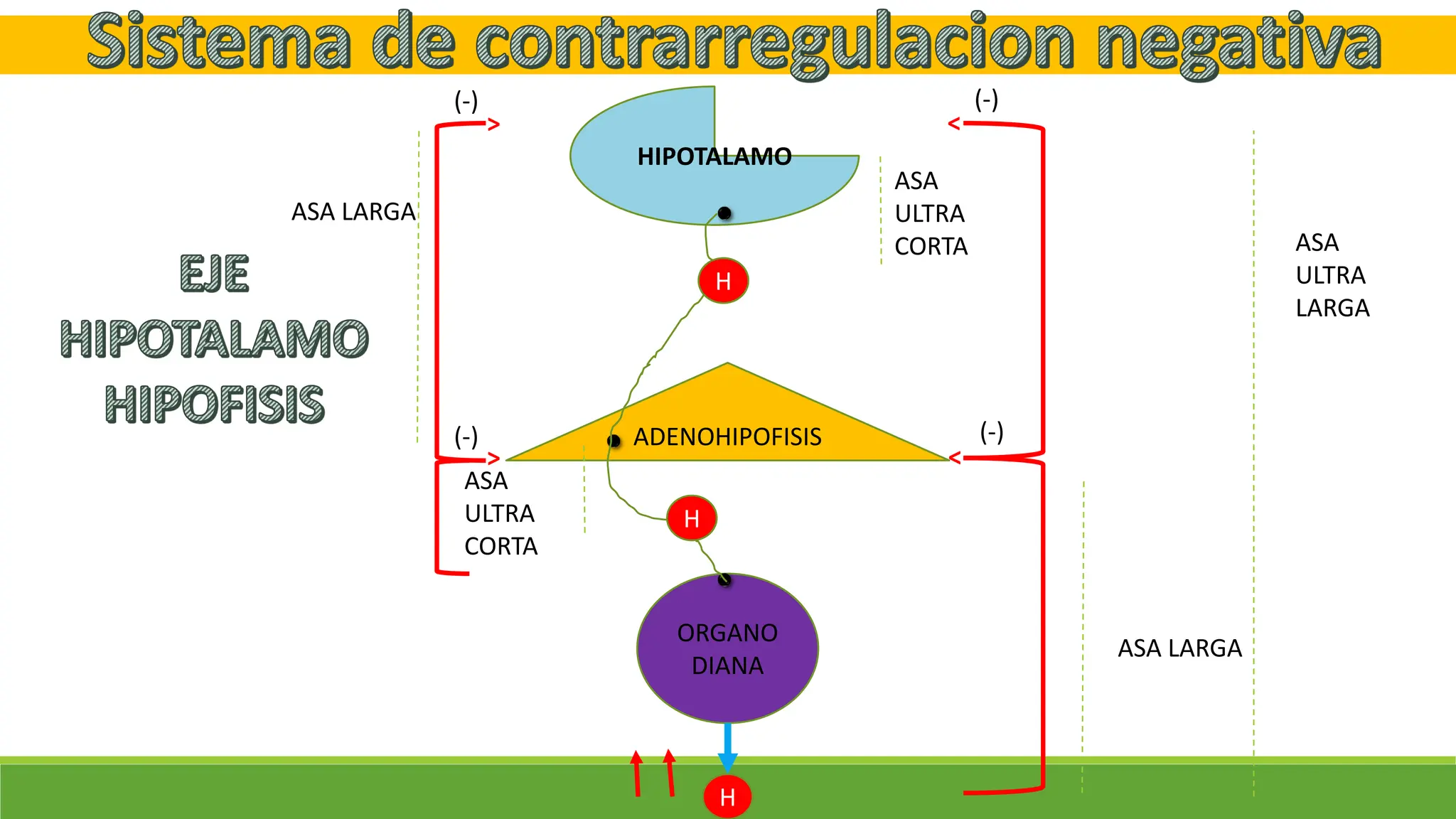 clase nro 1 3ra unidad 3er semestre Hormonas y receptores.pdf
