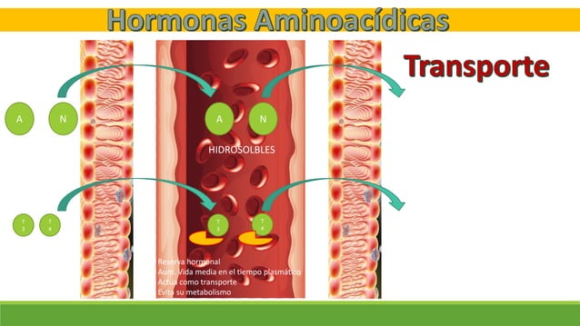 clase nro 1 3ra unidad 3er semestre Hormonas y receptores.pdf
