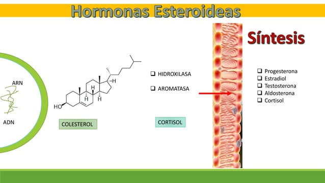 clase nro 1 3ra unidad 3er semestre Hormonas y receptores.pdf