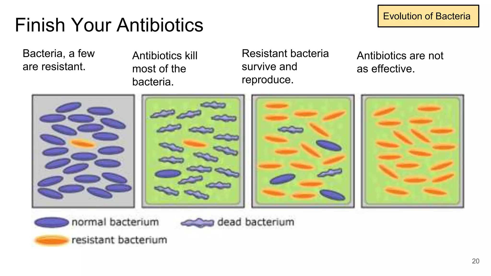 01 How Do Bacteria Make You Sick.pptx