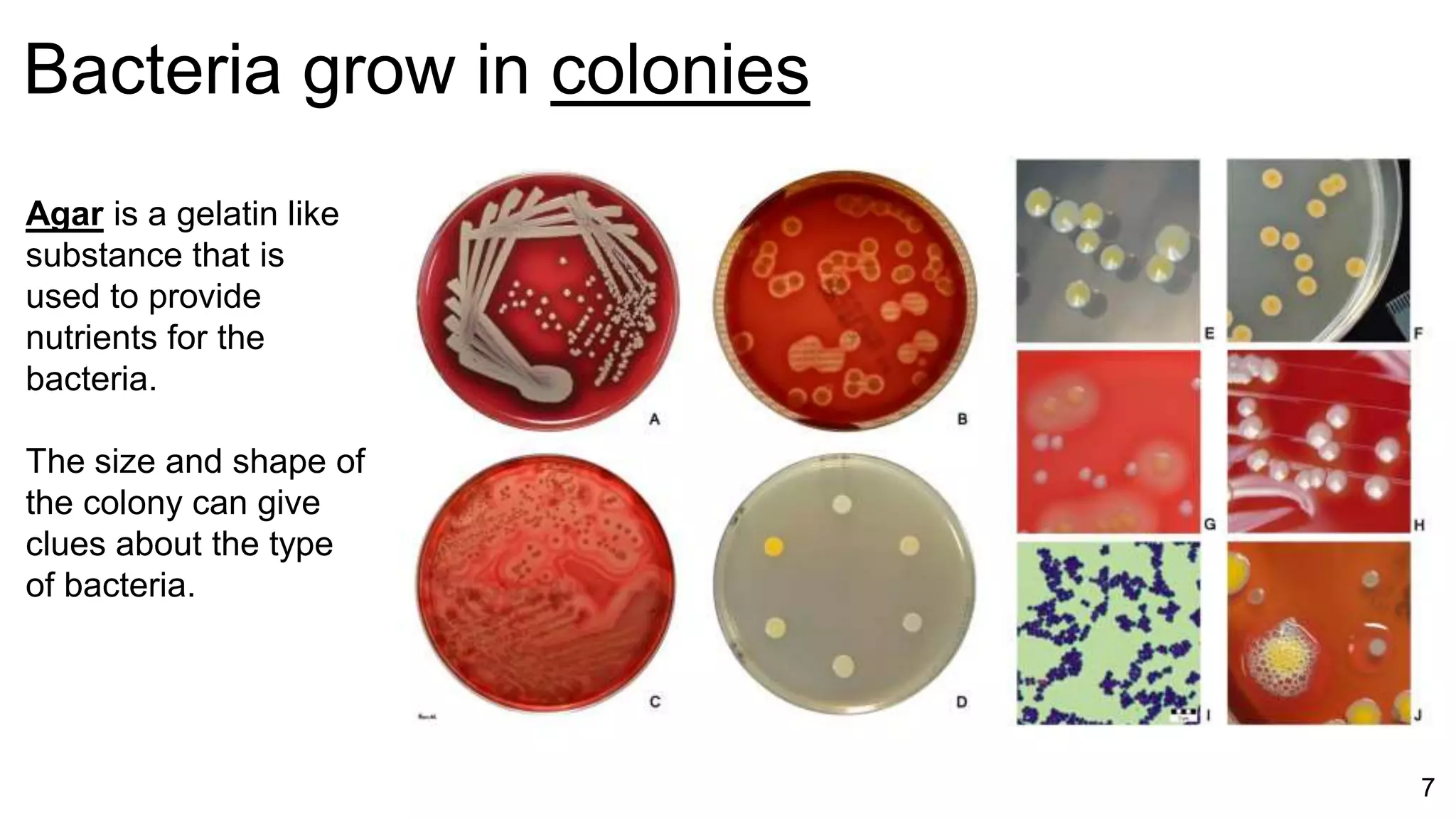 01 How Do Bacteria Make You Sick.pptx