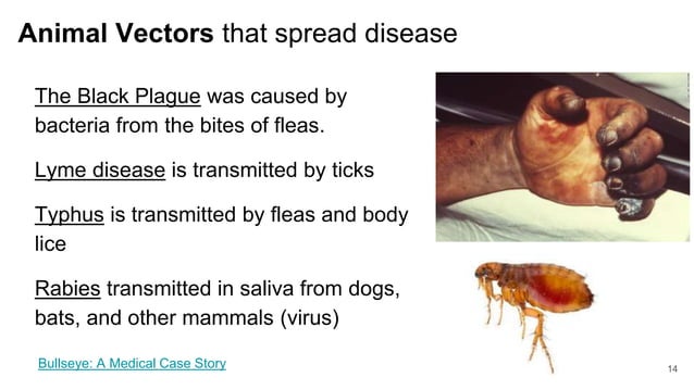 01 How Do Bacteria Make You Sick.pptx
