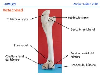 Huesos del miembro anterior del caprino | PDF