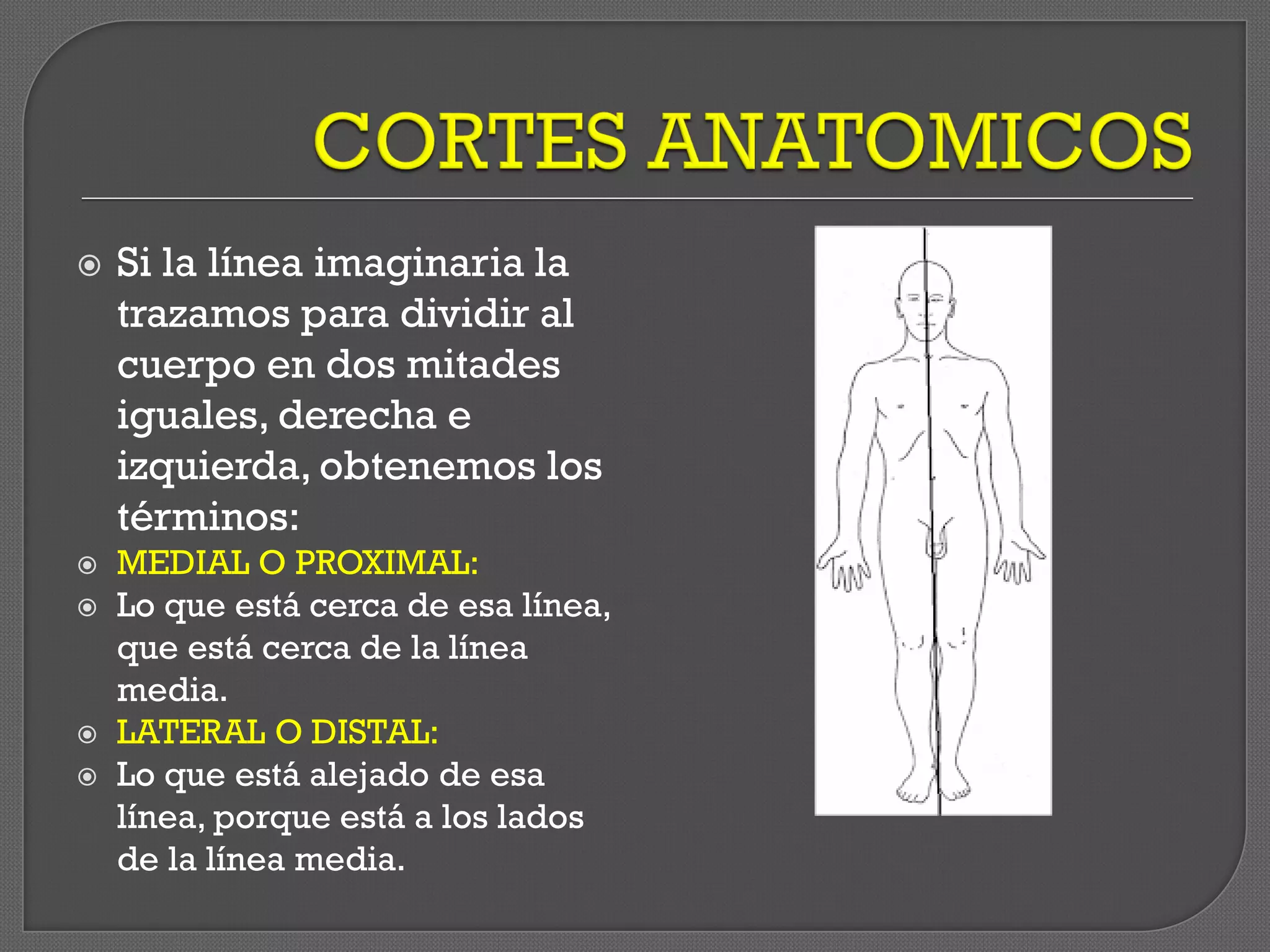 ANATOMIA DE CORTE - INTRODUCCION | PDF