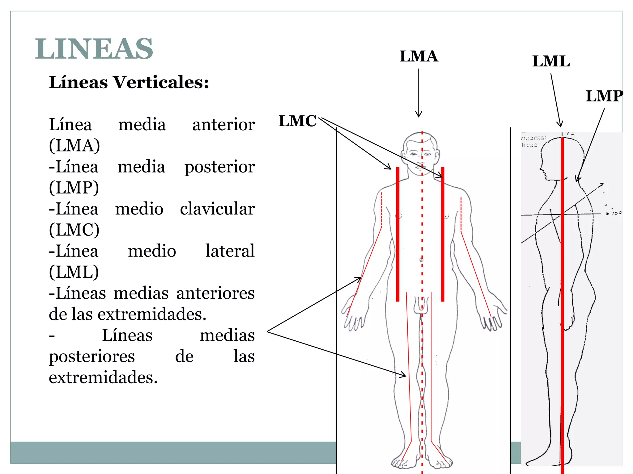 ANATOMIA DE CORTE - INTRODUCCION | PDF