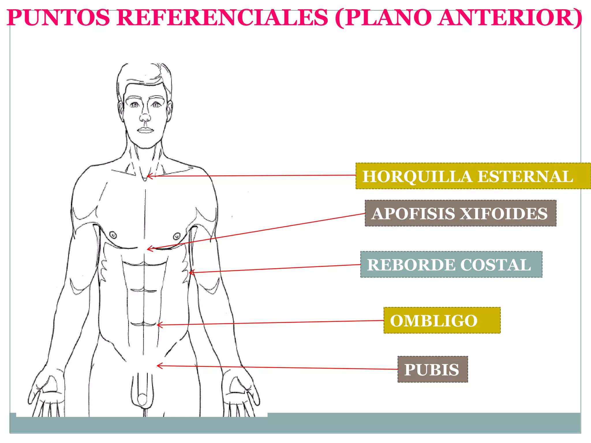 ANATOMIA DE CORTE - INTRODUCCION | PDF