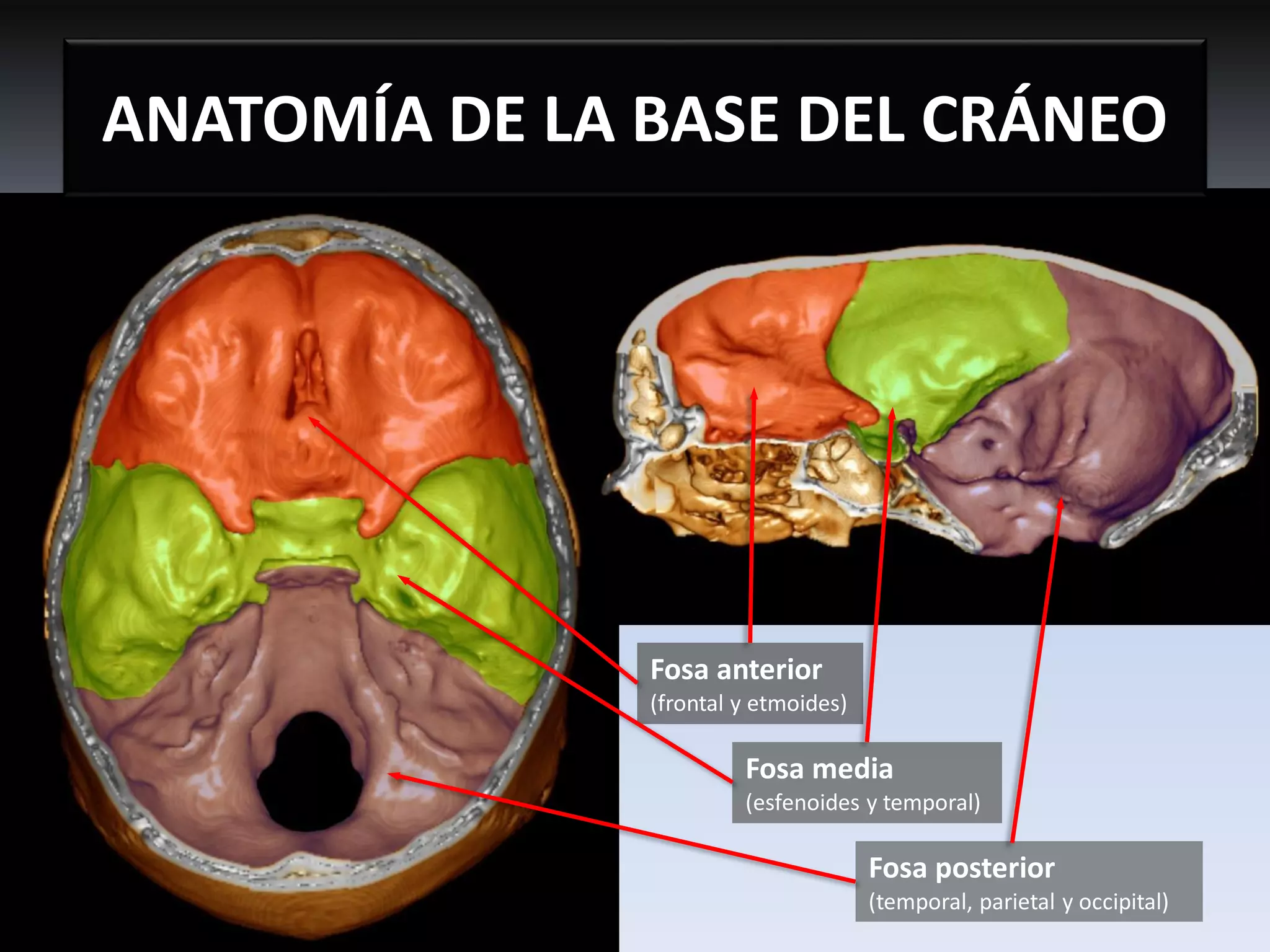 ANATOMIA DE CORTE - INTRODUCCION | PDF