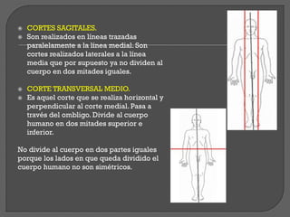 Corte Transversal Del Cuerpo