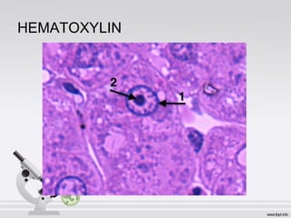 Introduction to Histology | PPT | Biological Sciences | Science