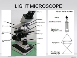 Introduction to Histology | PPT