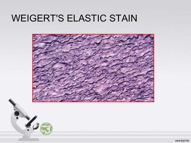 Introduction to Histology
