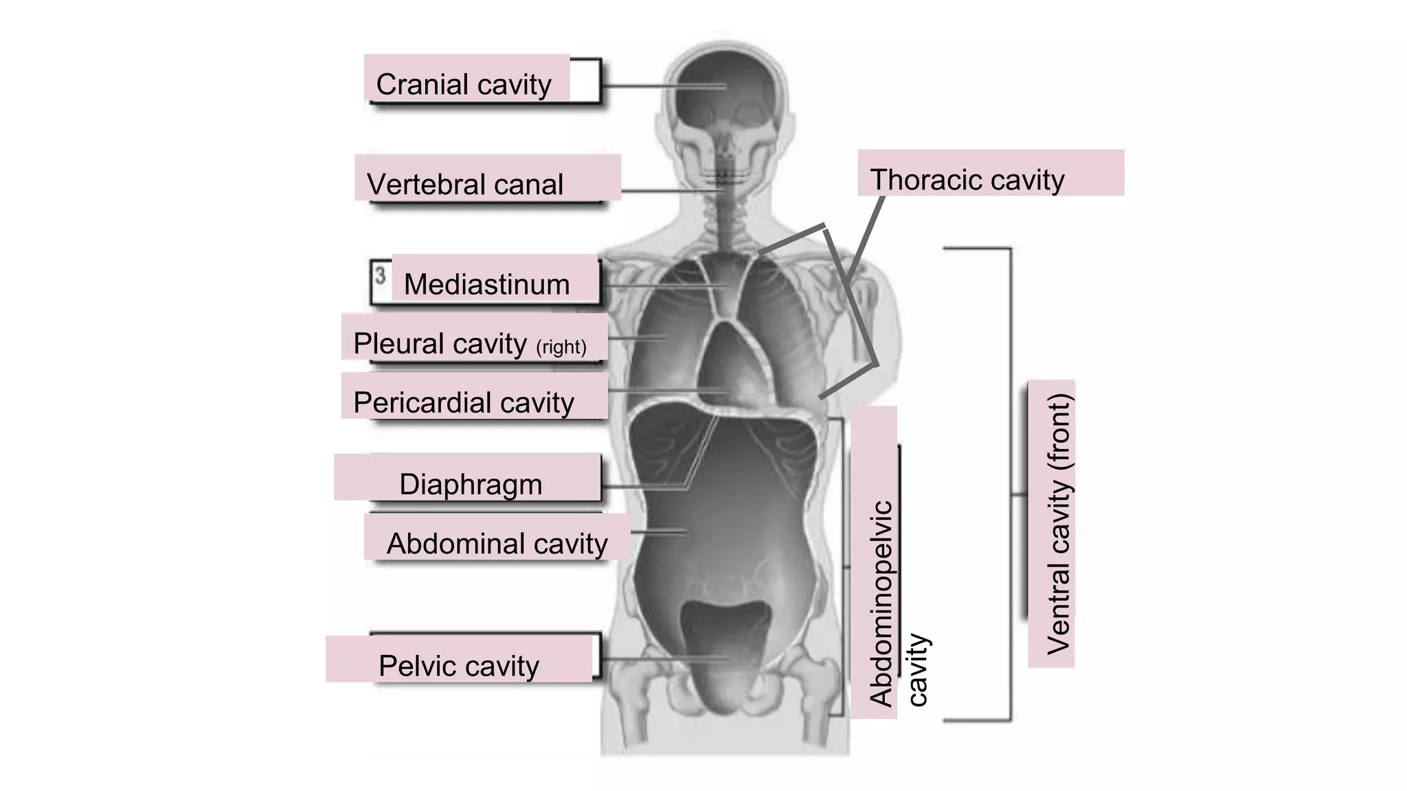 01 Introduction to Anatomy and Physiology.pptx