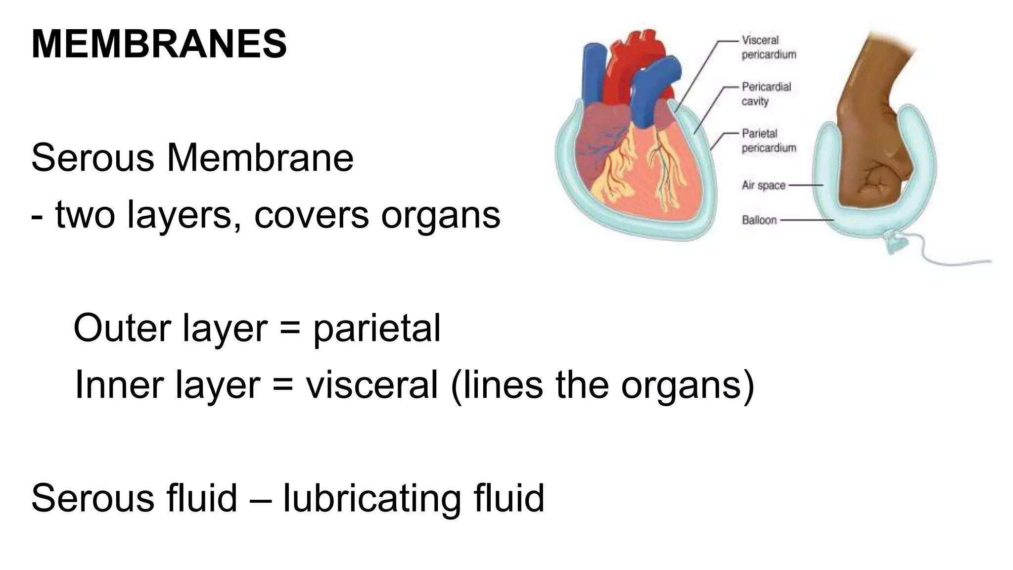 01 Introduction to Anatomy and Physiology.pptx