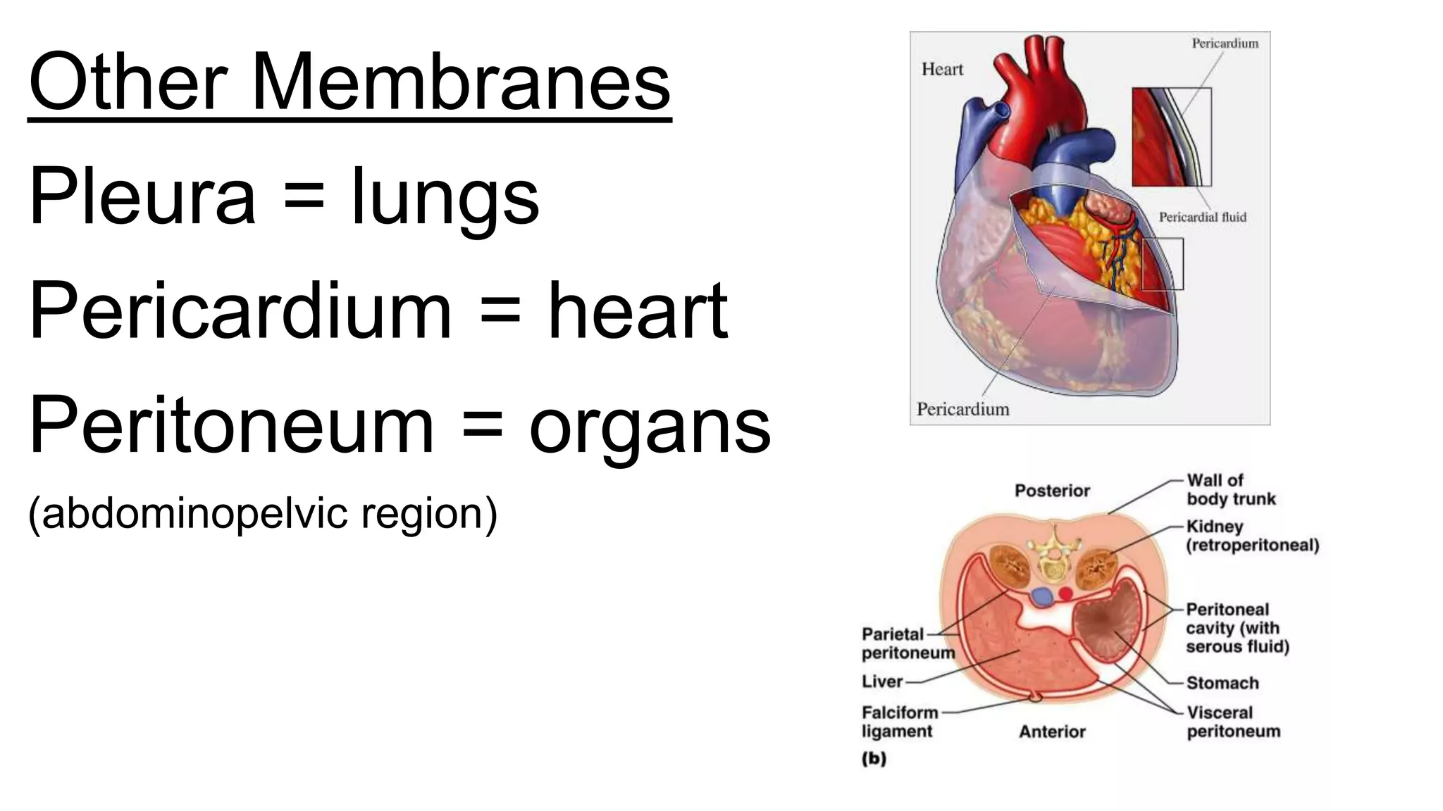 01 Introduction to Anatomy and Physiology.pptx