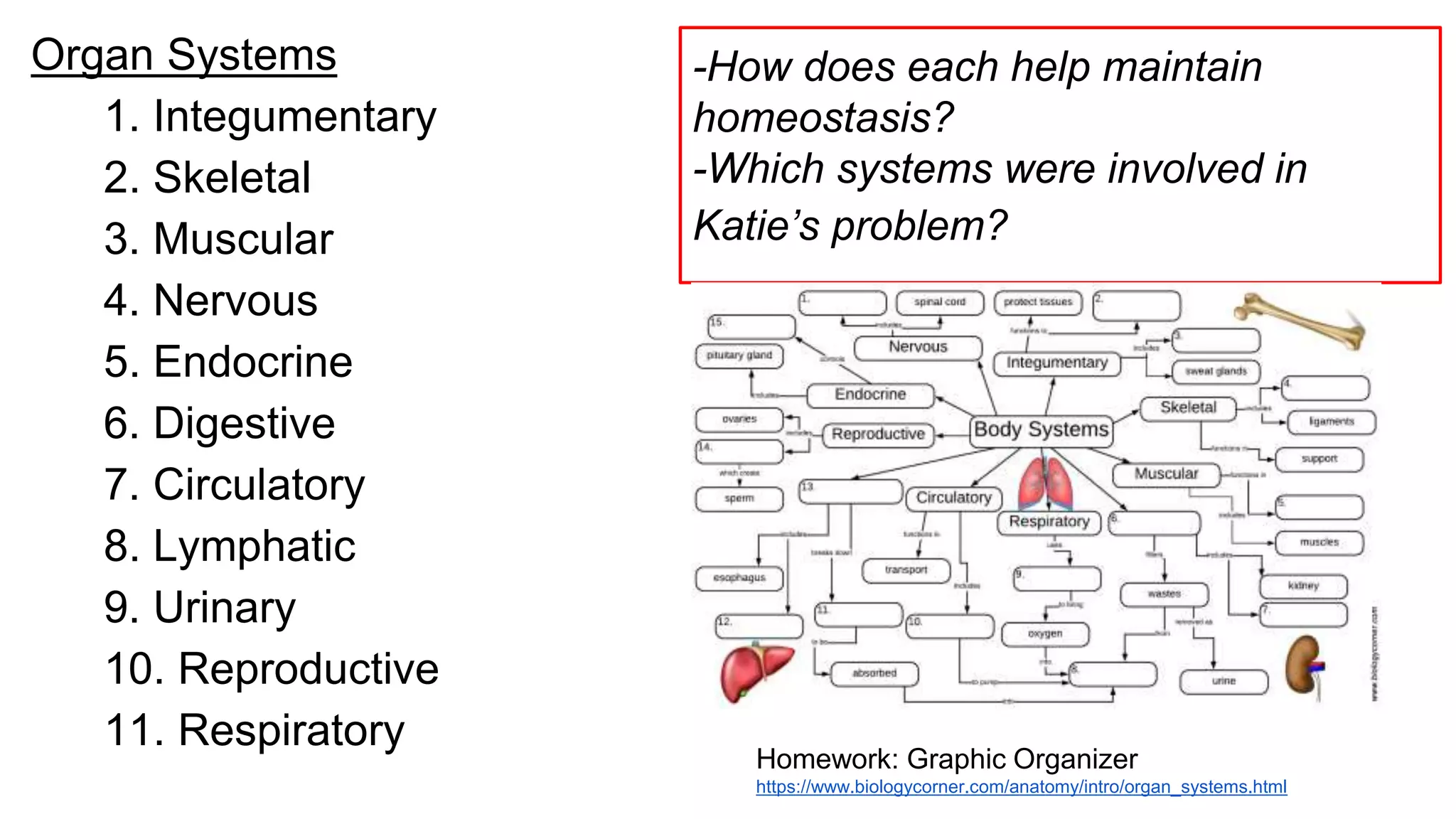 01 Introduction to Anatomy and Physiology.pptx | Endocrine and ...