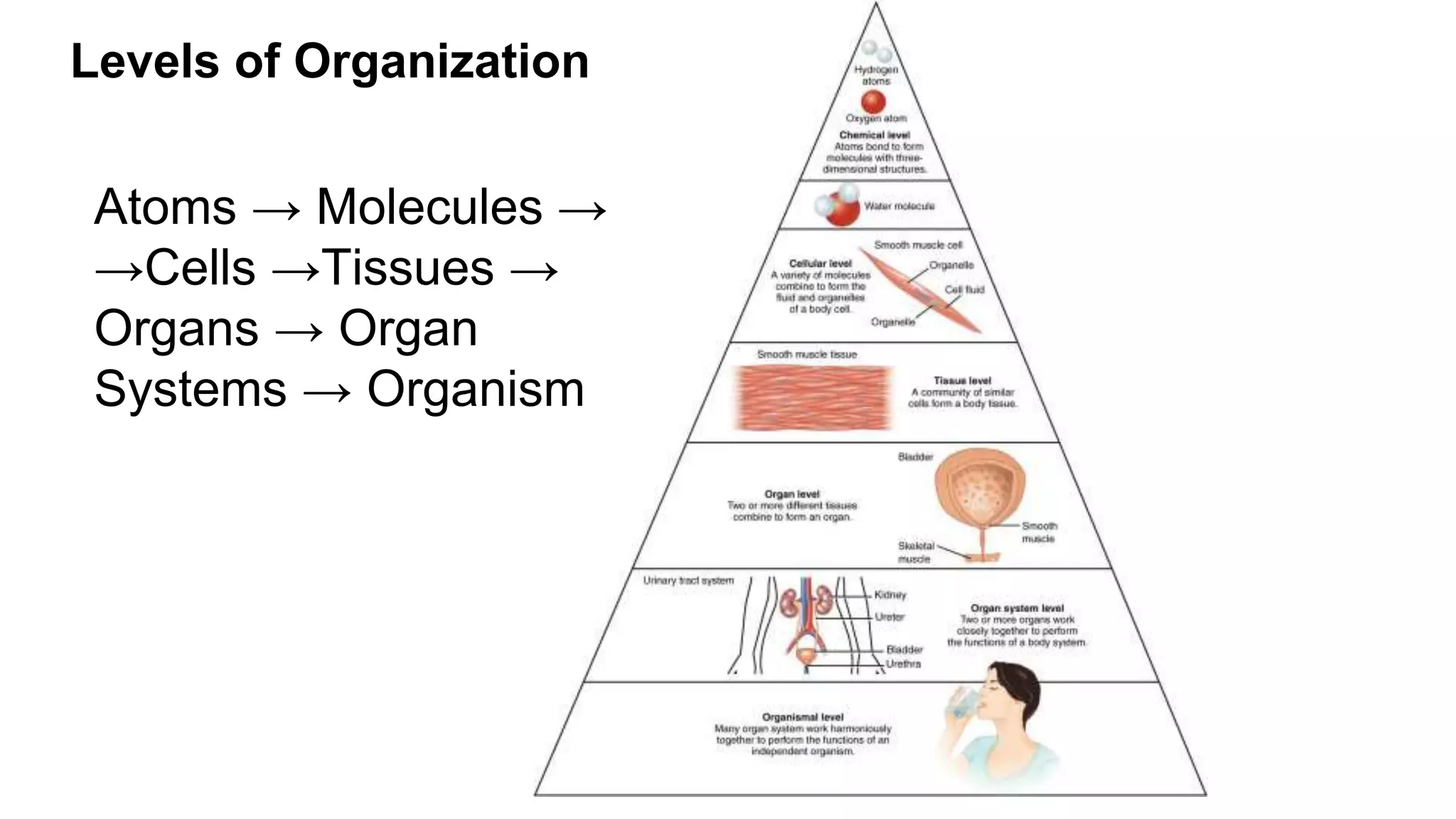 01 Introduction to Anatomy and Physiology.pptx