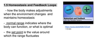 01 Introduction to Anatomy and Physiology.pptx