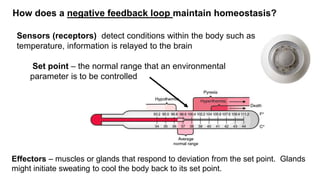 01 Introduction to Anatomy and Physiology.pptx