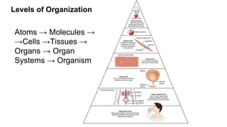 01 Introduction to Anatomy and Physiology.pptx