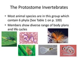 01 kingdom animalia | PPTX | Biological Sciences | Science