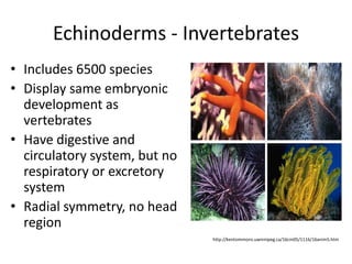 01 kingdom animalia | PPTX | Biological Sciences | Science