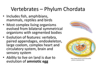 01 kingdom animalia | PPTX | Biological Sciences | Science