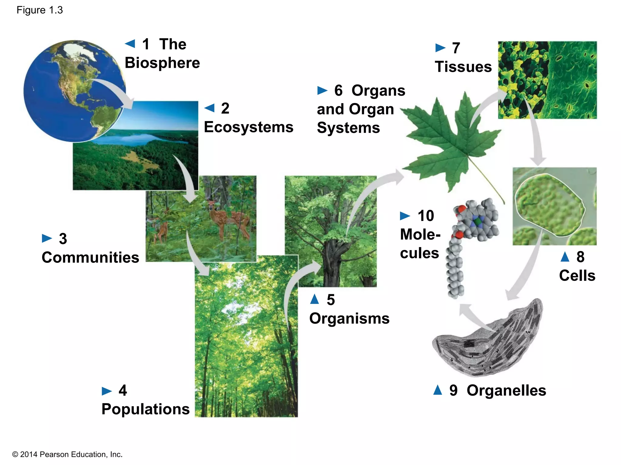 Biology in Focus Chapter 1 | PPT