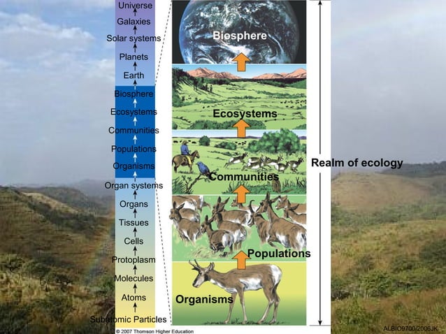 01 Levels of Ecological Organisation | PPT | Biological Sciences | Science