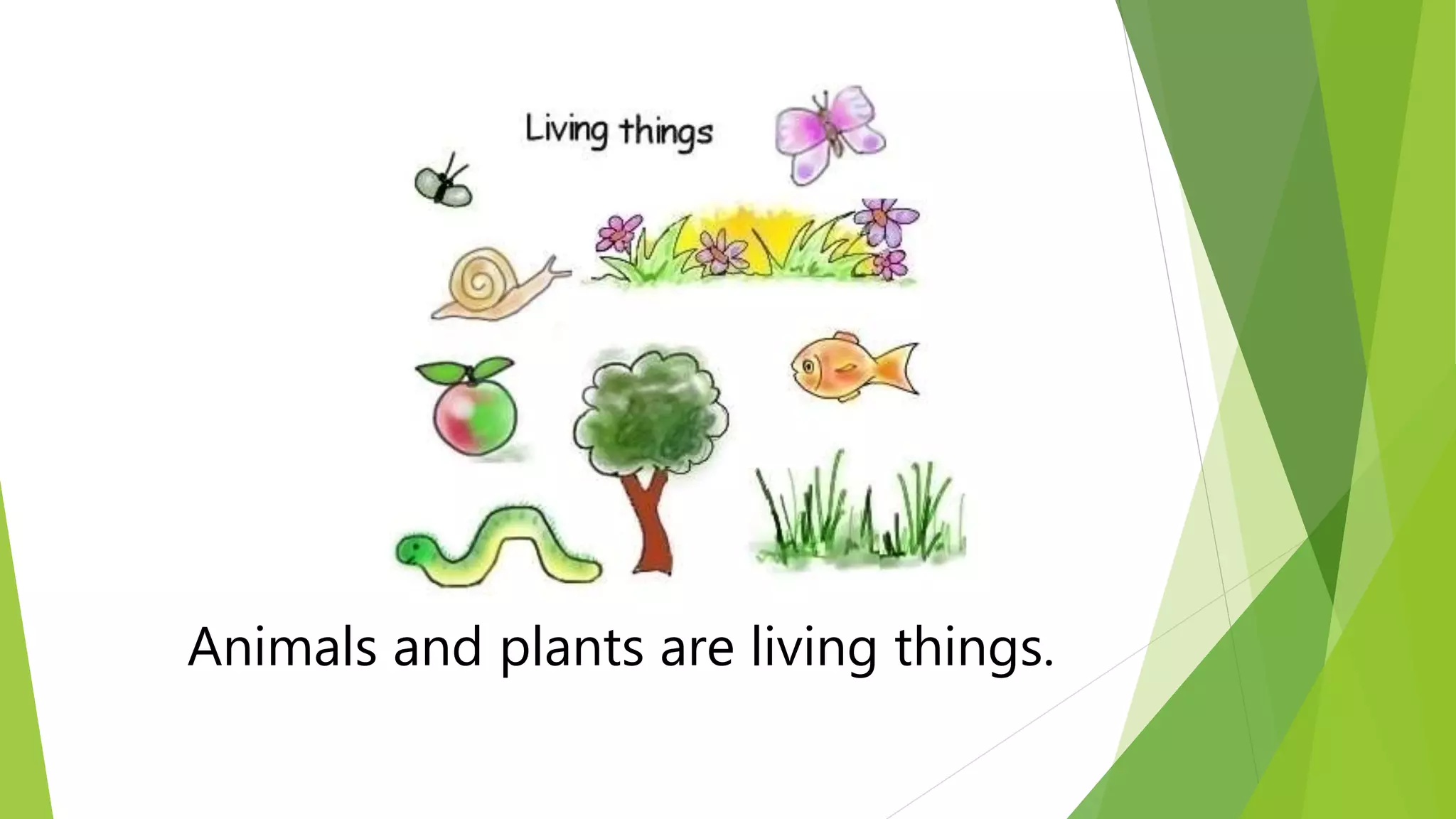 Living and non living things | PPT