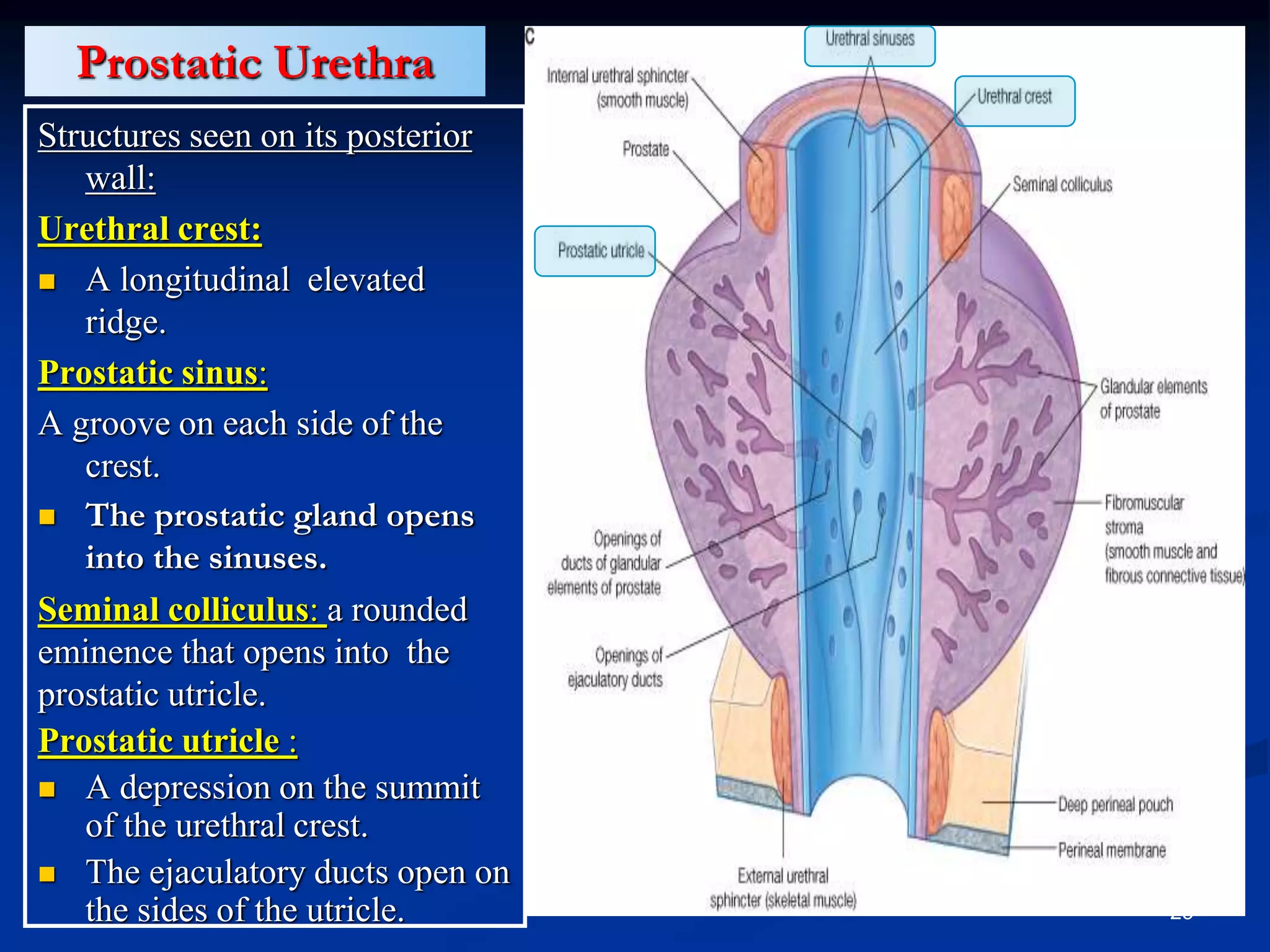 01 male pelvic organs (2) (2) | PPT