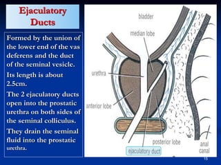 01 male pelvic organs (2) (2) | PPT