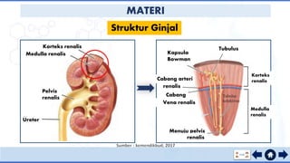 sistem ekskresi manusia smp | PPTX