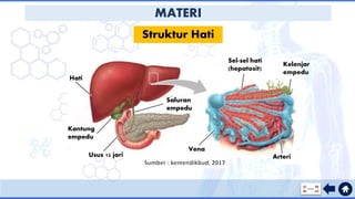 sistem ekskresi manusia smp | PPTX