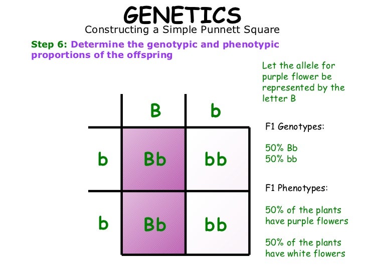 Genotype And Phenotype Punnett Square Punnett Square Wikipedia