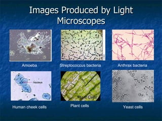 Light Microscope Images Of Cells