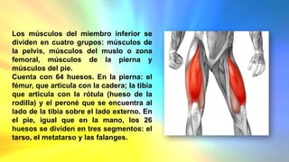 01 Músculos del miembro inferior por Isabel Flores.pptx