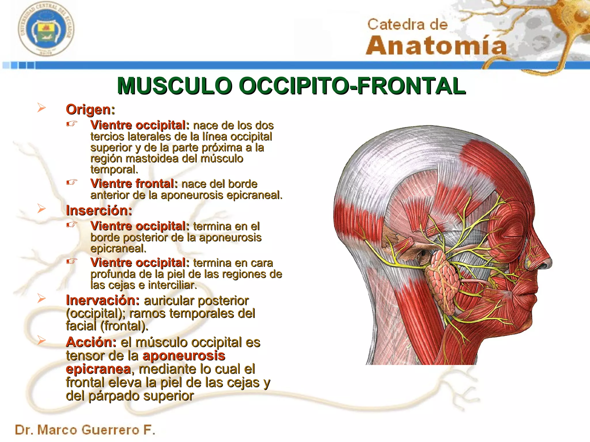 Músculo cabeza | PDF