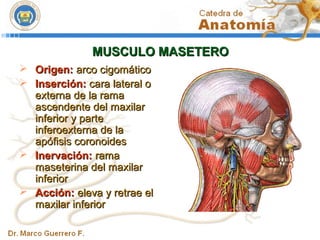 01 musculos de la cabeza[1] | PPT