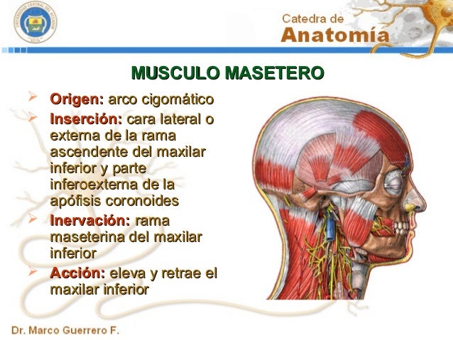 01 musculos de la cabeza[1]