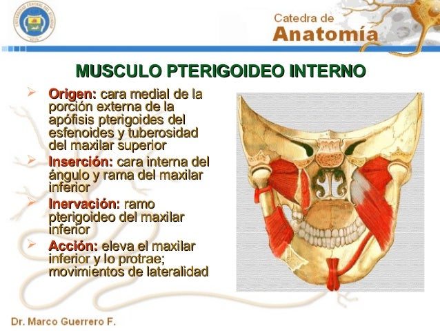 01 musculos de la cabeza[1]