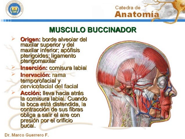01 musculos de la cabeza[1]