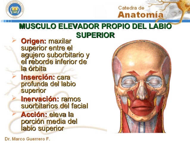 01 musculos de la cabeza[1]